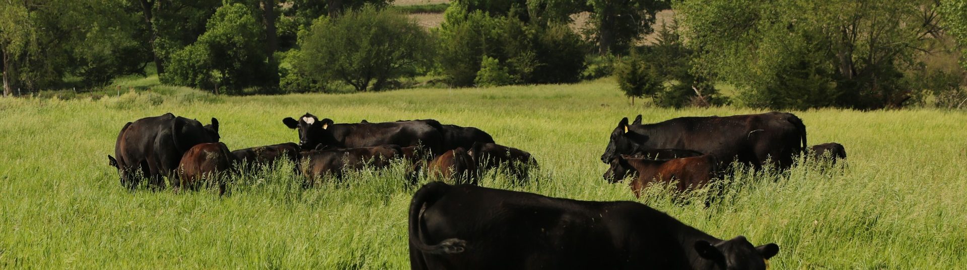 Midwest Livestock – A leader in Livestock Nutrition